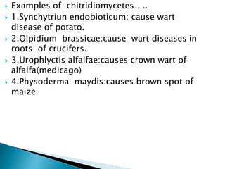 Mastigomycotina | PPTX