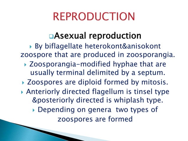 Mastigomycotina | PPTX | Biological Sciences | Science