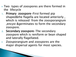 Mastigomycotina | PPTX
