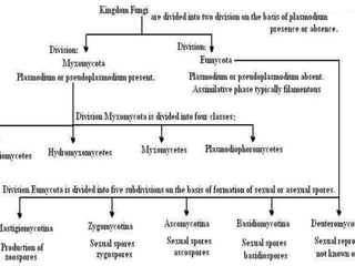 Mastigomycotina | PPTX