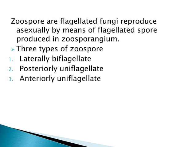 Mastigomycotina | PPTX | Biological Sciences | Science
