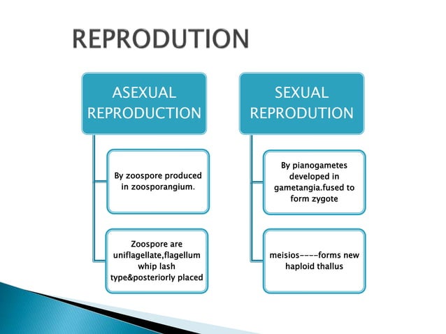 Mastigomycotina | PPTX | Biological Sciences | Science