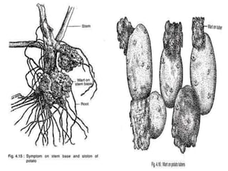 Mastigomycotina | PPTX