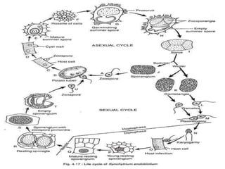 Mastigomycotina | PPTX