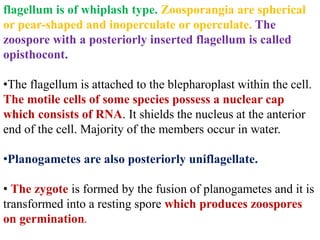 Mastigomycotina | PPTX