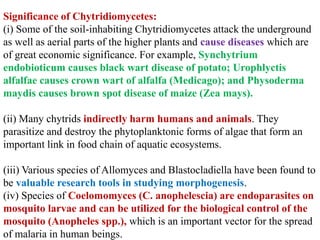 Mastigomycotina | PPTX