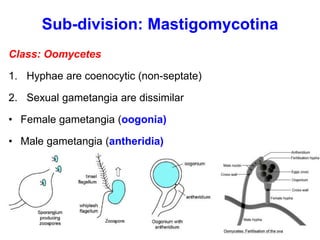 Mastigomycotina-handout.pptx
