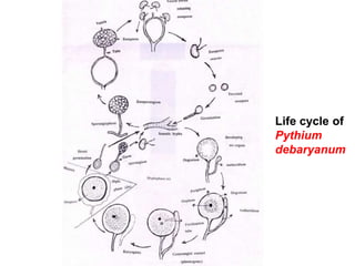 Mastigomycotina-handout.pptx | Infertility | Reproductive Health