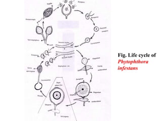 Mastigomycotina-handout.pptx