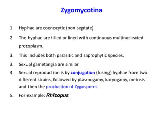 Mastigomycotina-handout.pptx
