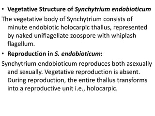 Mastigomycotina-handout.pptx