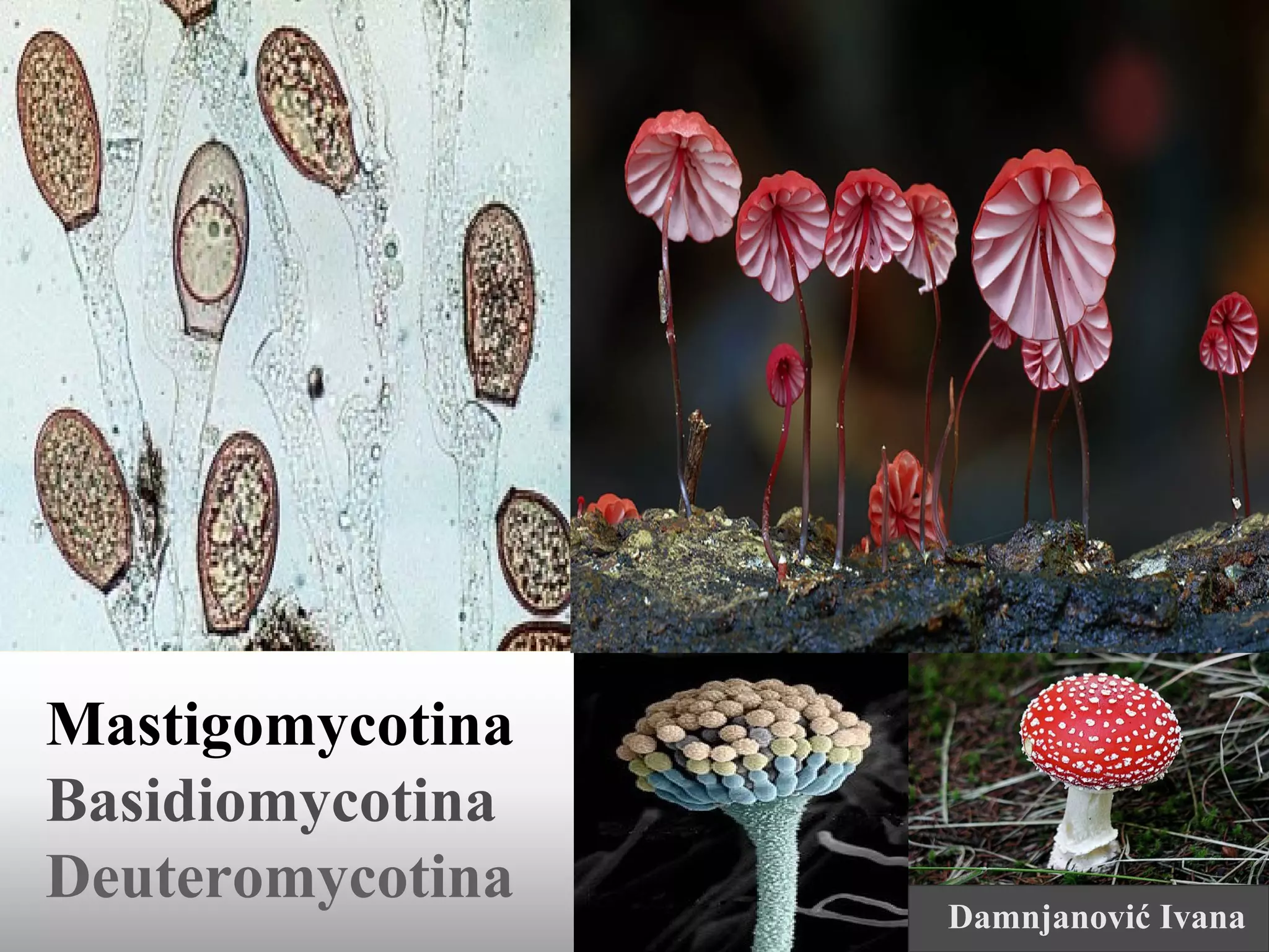 Mastigomycotina, Basidiomycotina, Deuteromycotina | PPT