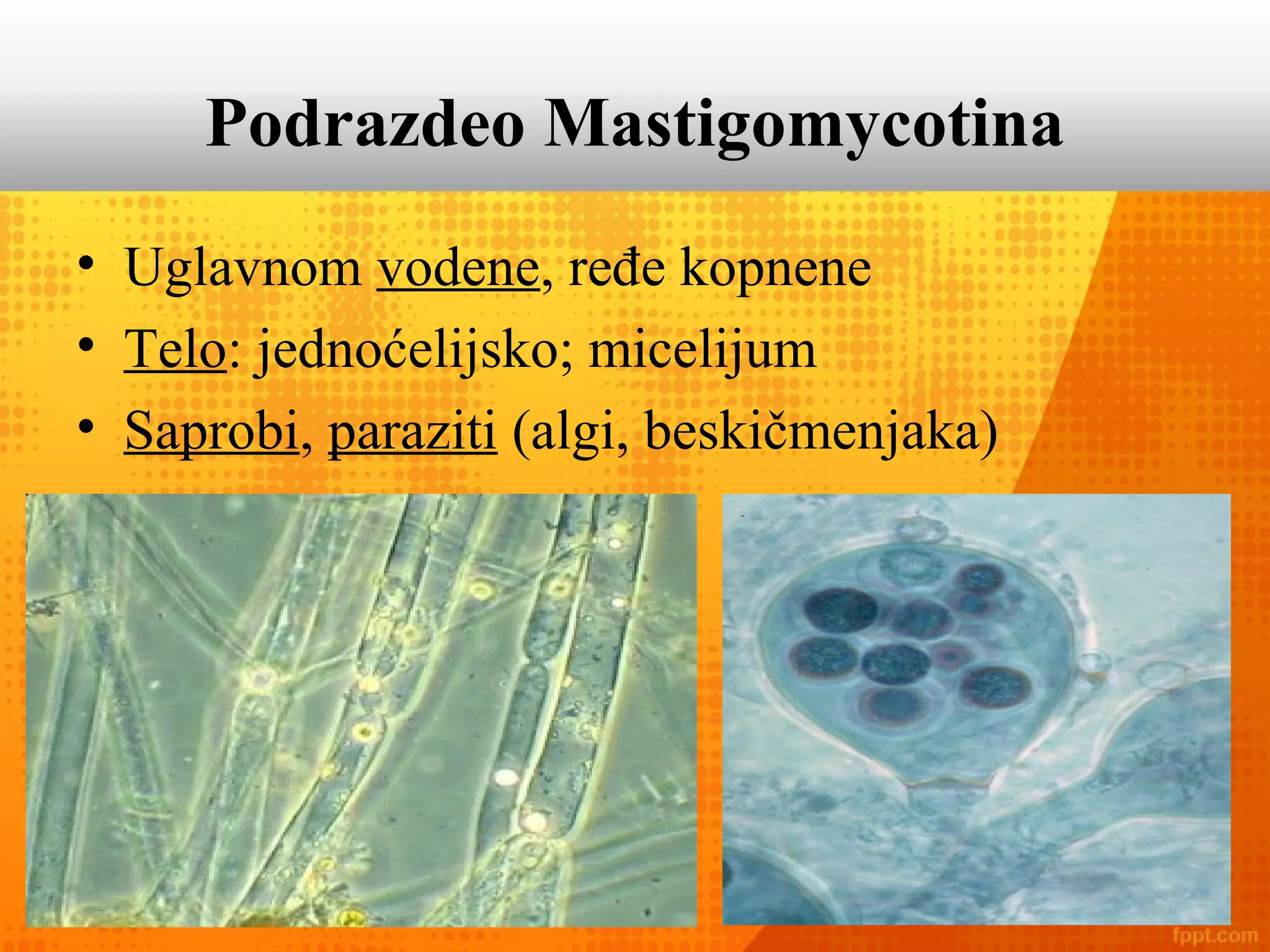 Mastigomycotina, Basidiomycotina, Deuteromycotina | PPT