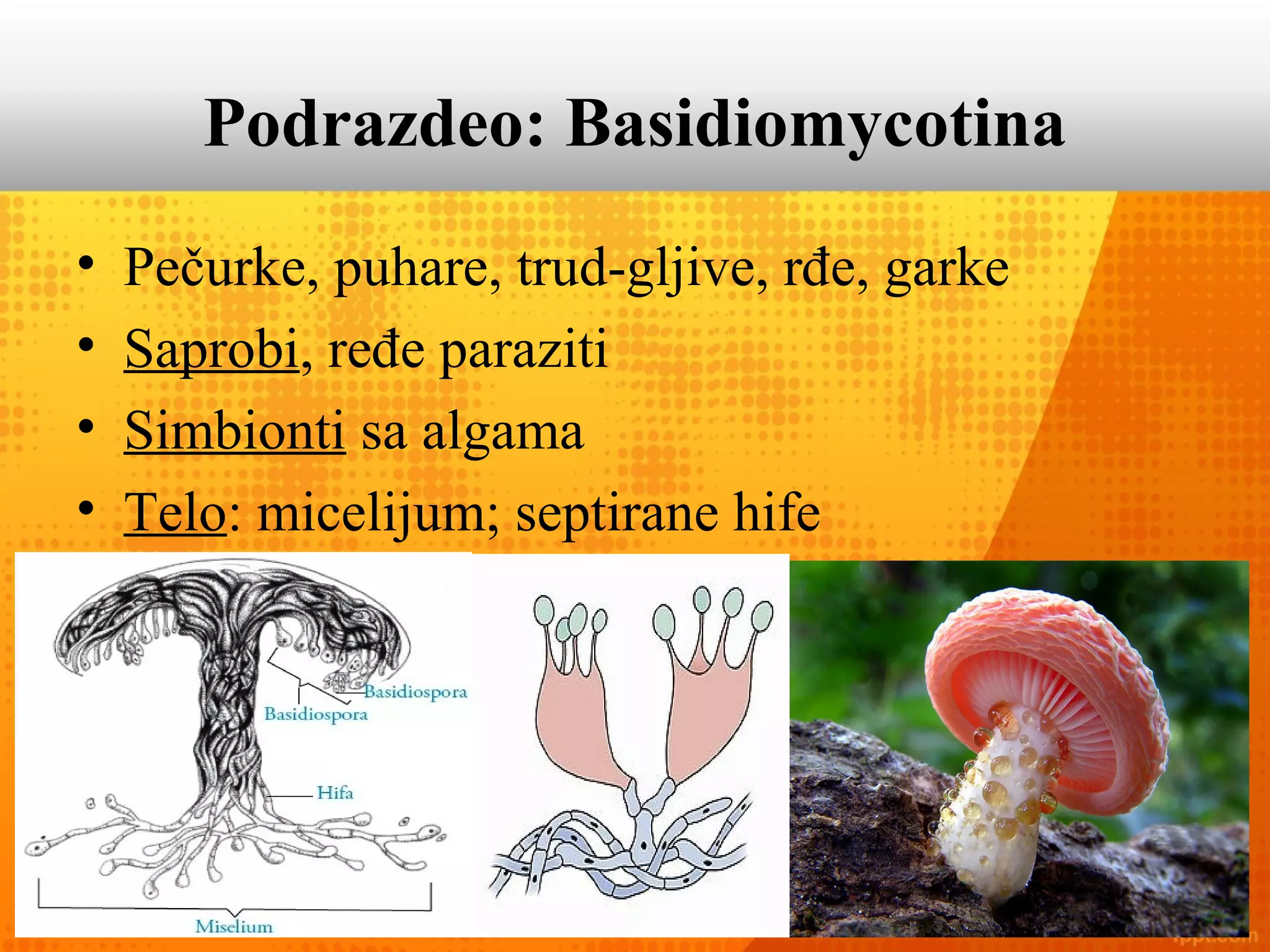 Mastigomycotina, Basidiomycotina, Deuteromycotina | PPT