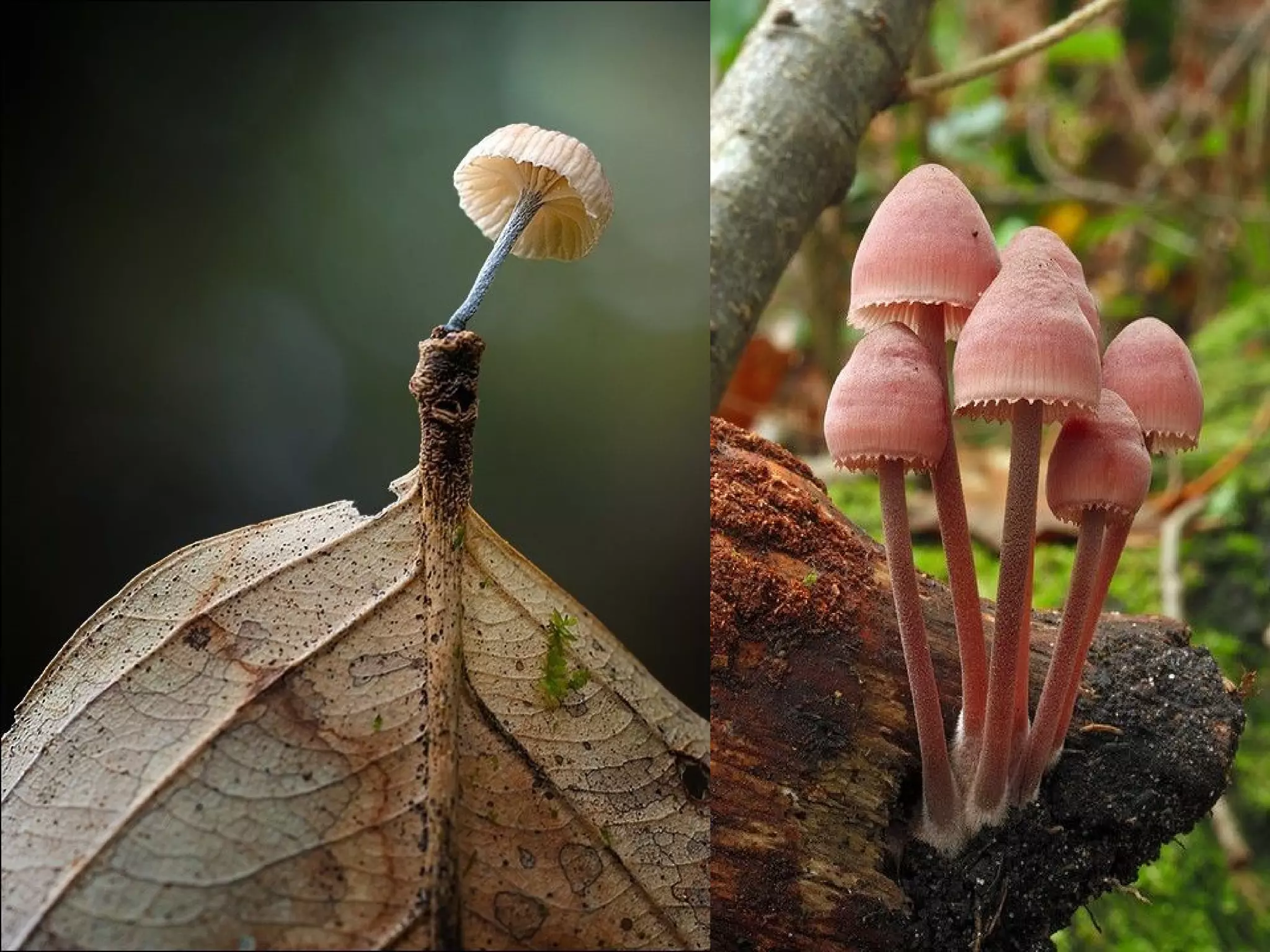 Mastigomycotina, Basidiomycotina, Deuteromycotina | PPT