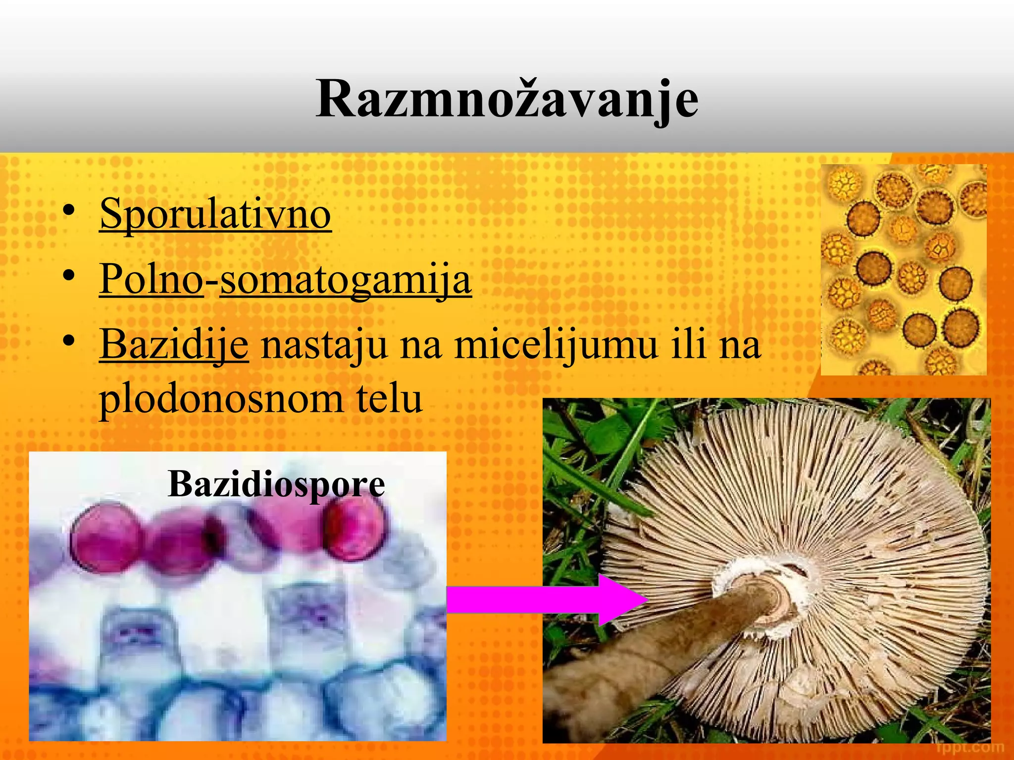 Mastigomycotina, Basidiomycotina, Deuteromycotina | PPT
