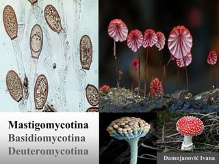 Mastigomycotina, Basidiomycotina, Deuteromycotina | PPT
