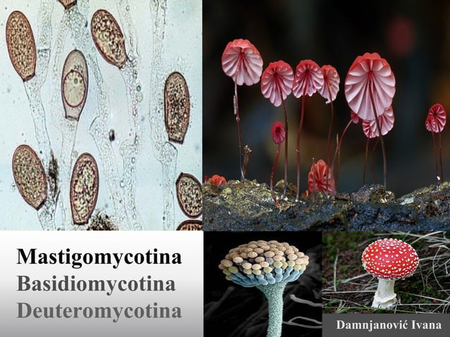 Mastigomycotina, Basidiomycotina, Deuteromycotina | PPT