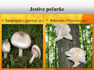 Mastigomycotina, Basidiomycotina, Deuteromycotina | PPT