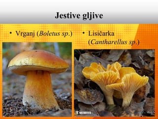 Mastigomycotina, Basidiomycotina, Deuteromycotina | PPT