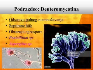 Mastigomycotina, Basidiomycotina, Deuteromycotina | PPT