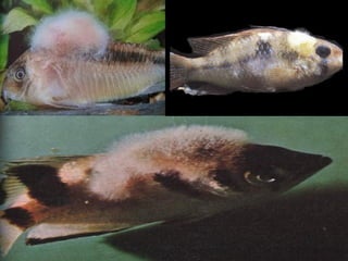 Mastigomycotina, Basidiomycotina, Deuteromycotina | PPT