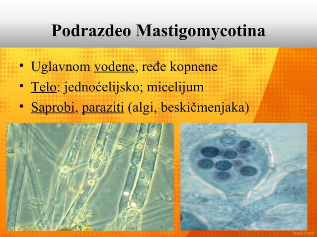 Mastigomycotina, Basidiomycotina, Deuteromycotina | PPT