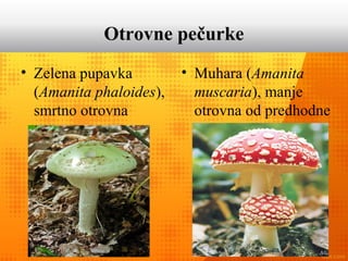 Mastigomycotina, Basidiomycotina, Deuteromycotina | PPT