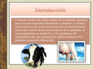 Mastitis | PPT