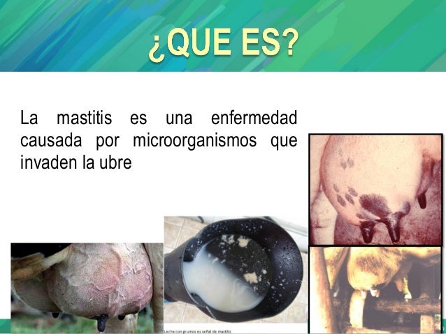 Mastitis en bovinos