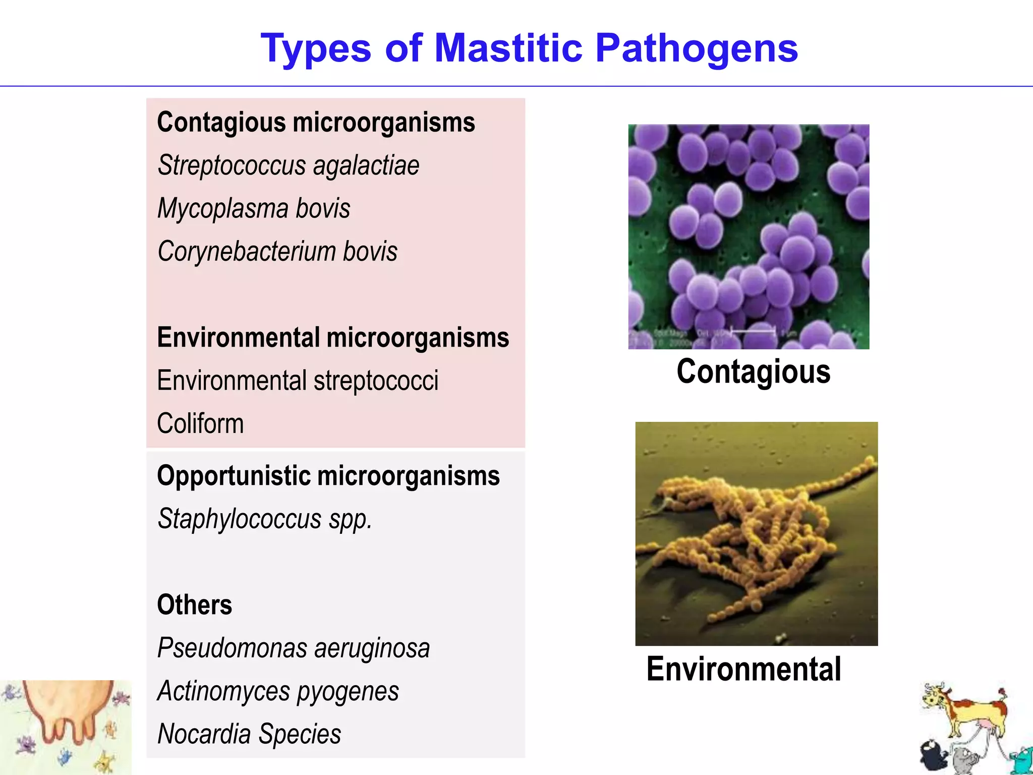 Mastitis | PPTX