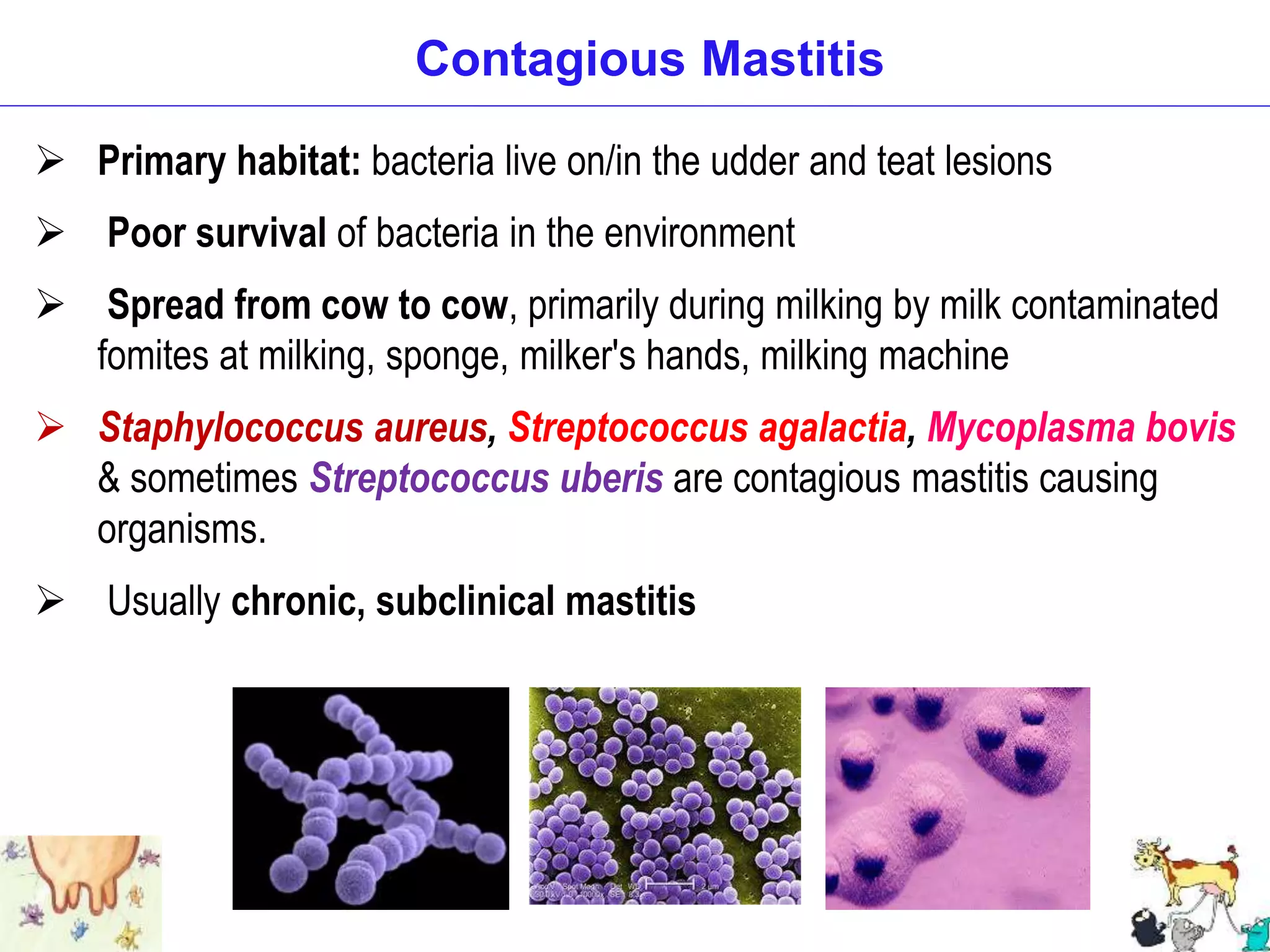Mastitis | PPTX