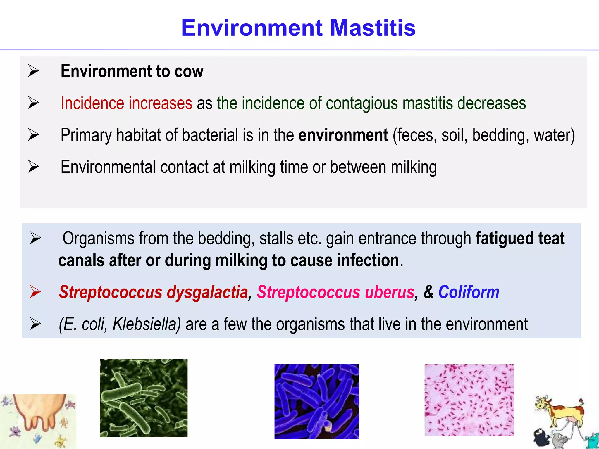 Mastitis | PPTX