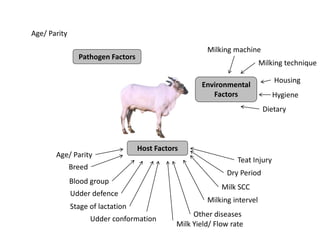 Mastis.pptx | Food & Drink