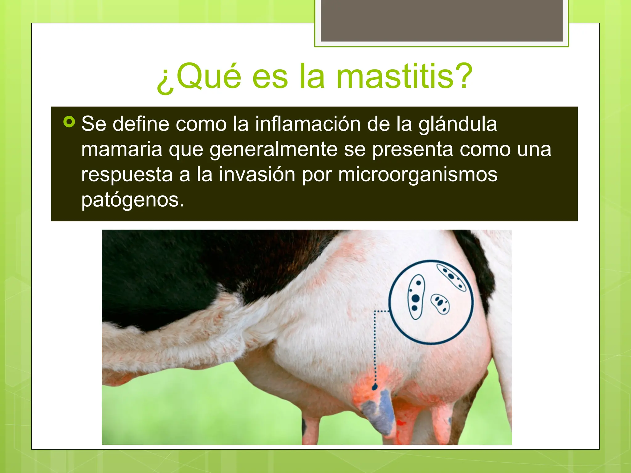 curso de capacitacion en sanidad de mastitis de vacas | PPTX