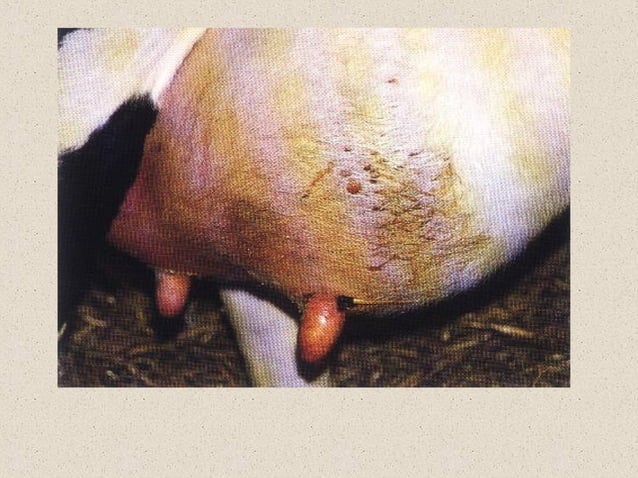 Mastitis (2) | PPT | Free Download