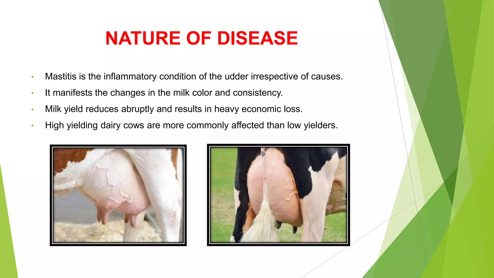 MASTITIES OF COW | PPTX