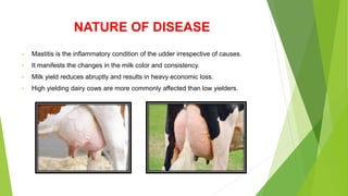 MASTITIES OF COW | PPTX