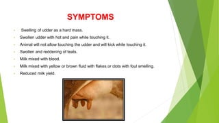 MASTITIES OF COW | PPTX