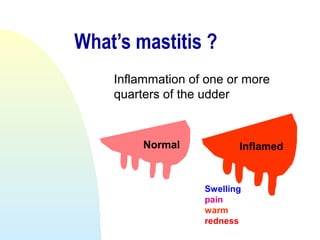 Mastitis and its effect on milk processing | PPT