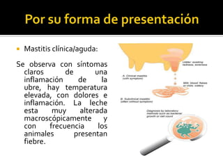 Mastitis bovina | PPTX