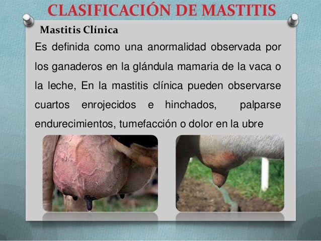 Mastitis bovina