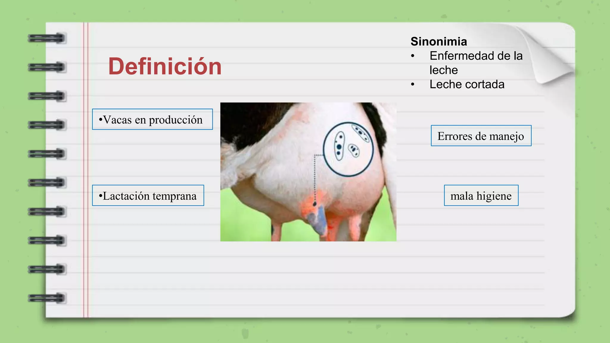 Mastitis bovina | PPTX | Veterinary Medicine | Pets