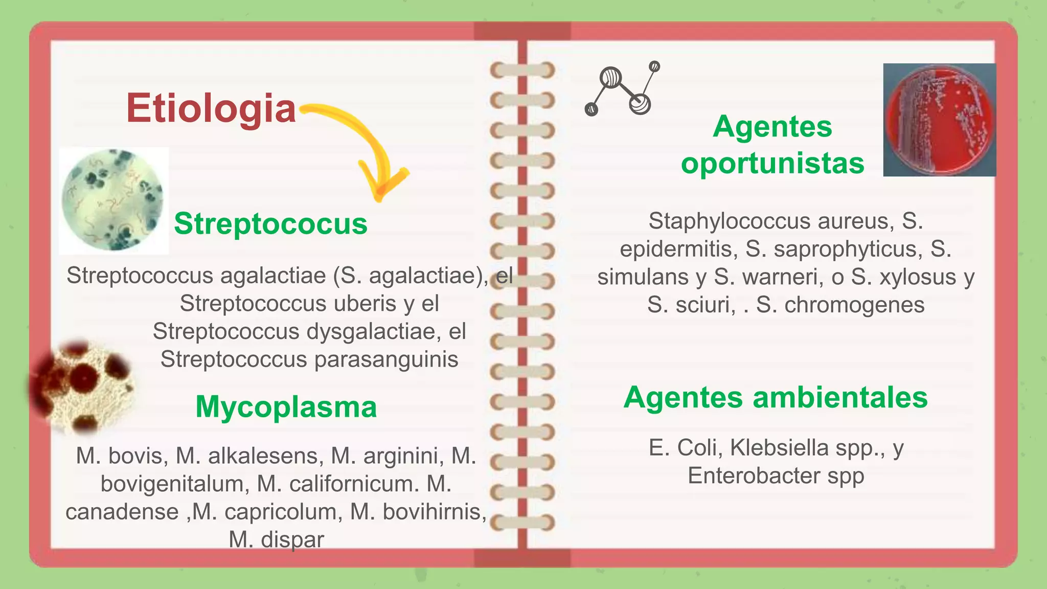 Mastitis bovina | PPTX | Veterinary Medicine | Pets