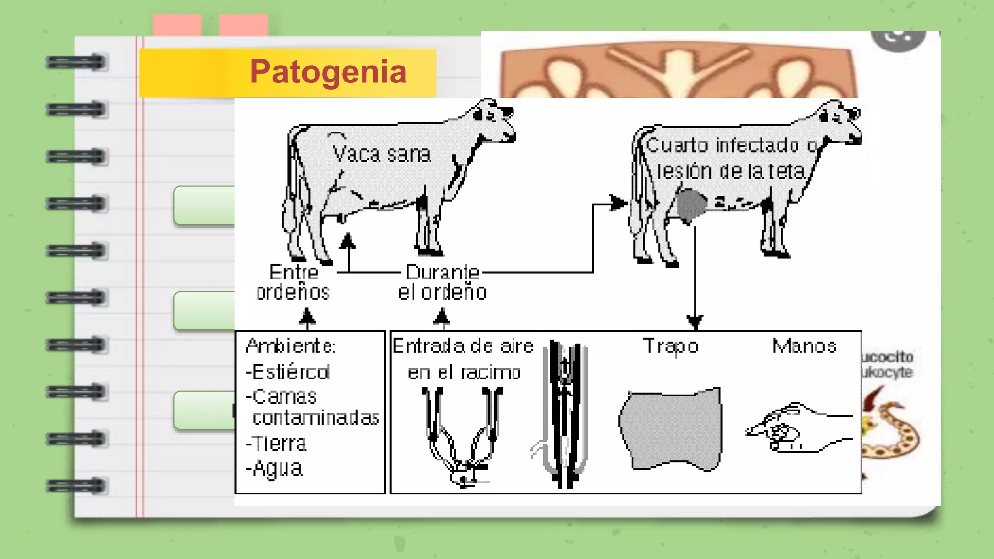 Mastitis bovina | PPTX | Veterinary Medicine | Pets