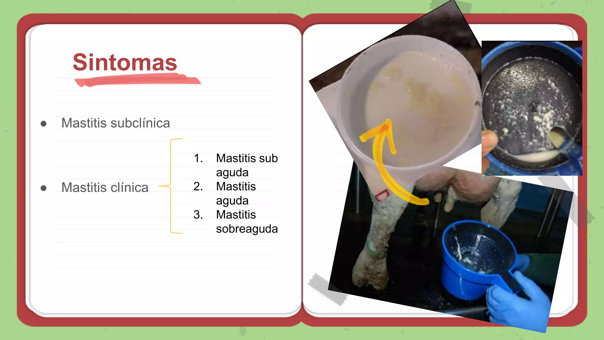 Mastitis bovina | PPTX | Veterinary Medicine | Pets