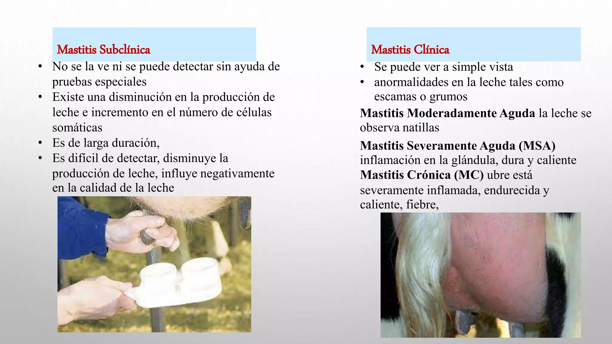 Mastitis bovina | PPTX