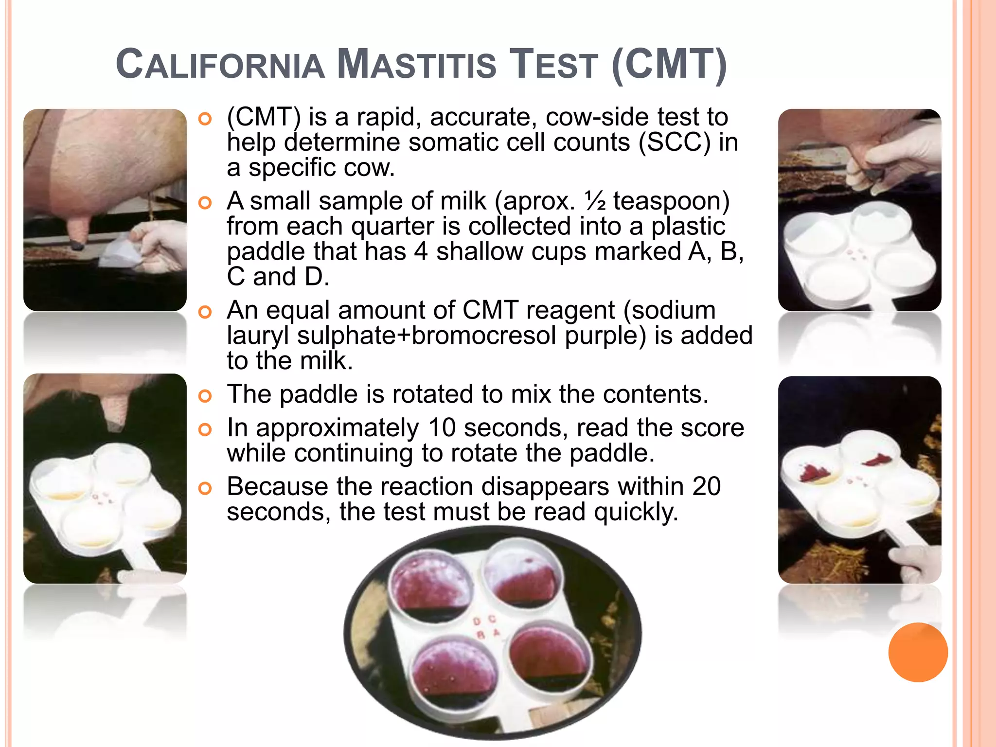 MASTITIS DIAGNOSIS by ADIL RASOOL PARAY | PPTX