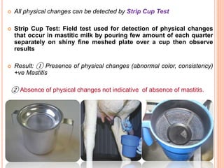 MASTITIS DIAGNOSIS by ADIL RASOOL PARAY | PPT