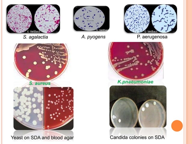 MASTITIS DIAGNOSIS by ADIL RASOOL PARAY